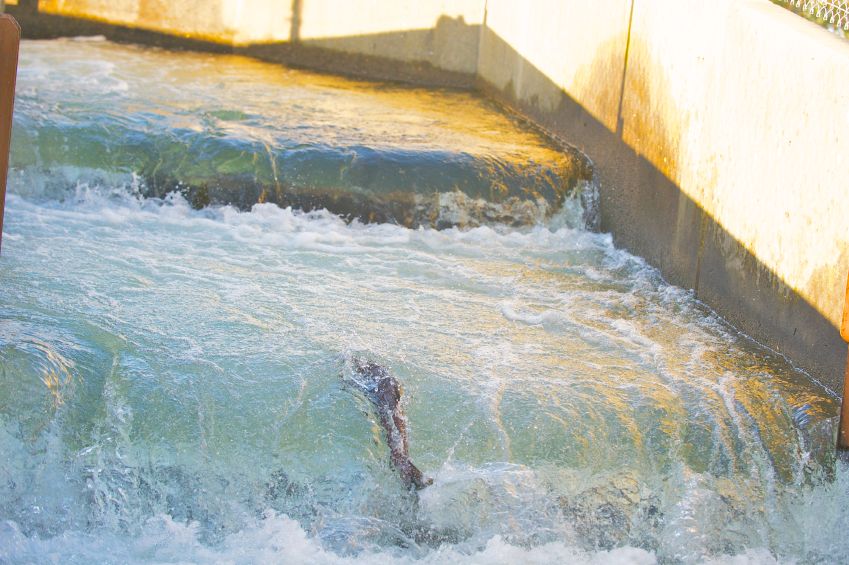 Fish Passage Barriers Work Group – Oregon Consensus